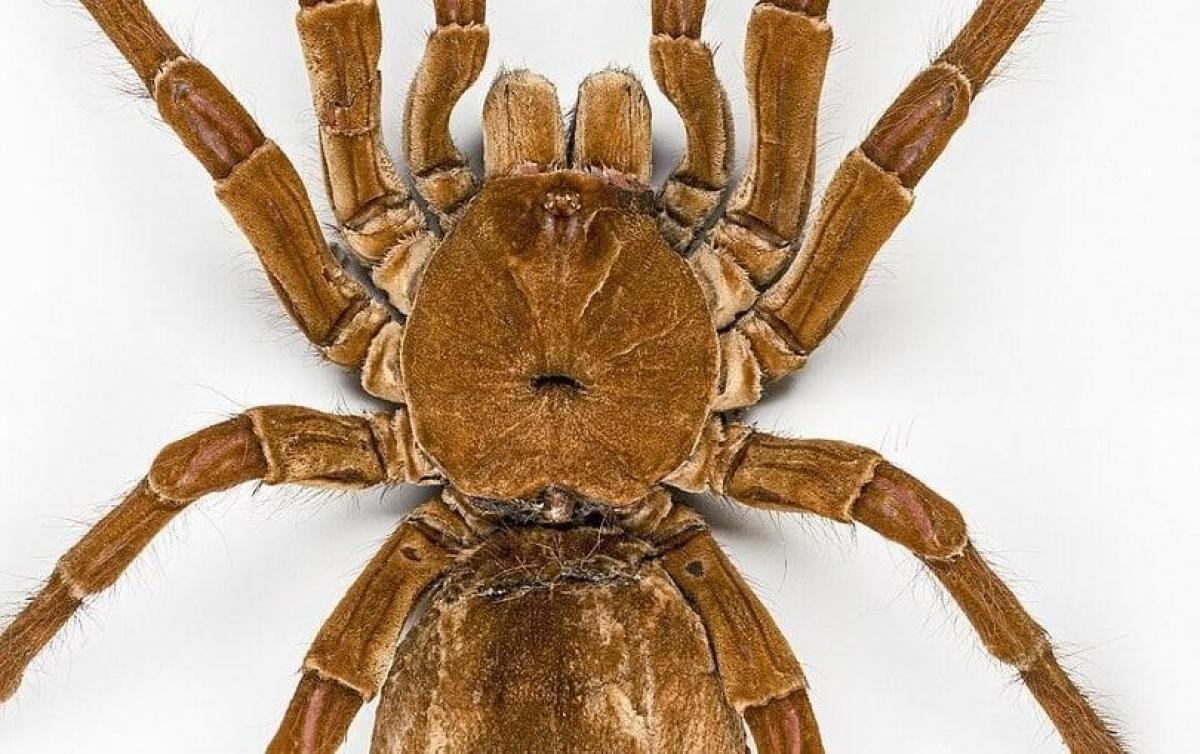 Maior aranha do mundo tem tamanho de um prato, é brasileira e pode ...