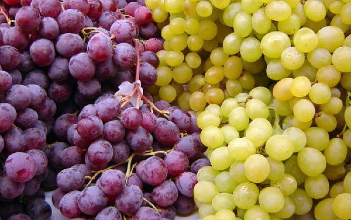 Uva verde X roxa: entenda as suas diferenças e benefícios - Vale do Itaunas
